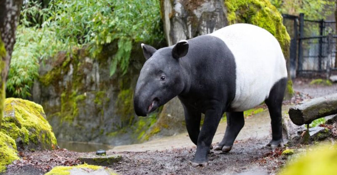 Discover The Malayan Tapir, Asia's Gentle Forest Dweller