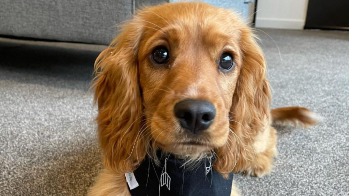 Ever Heard Of Cockalier Dogs? This Unique Breed Is Sure To Steal Your ...