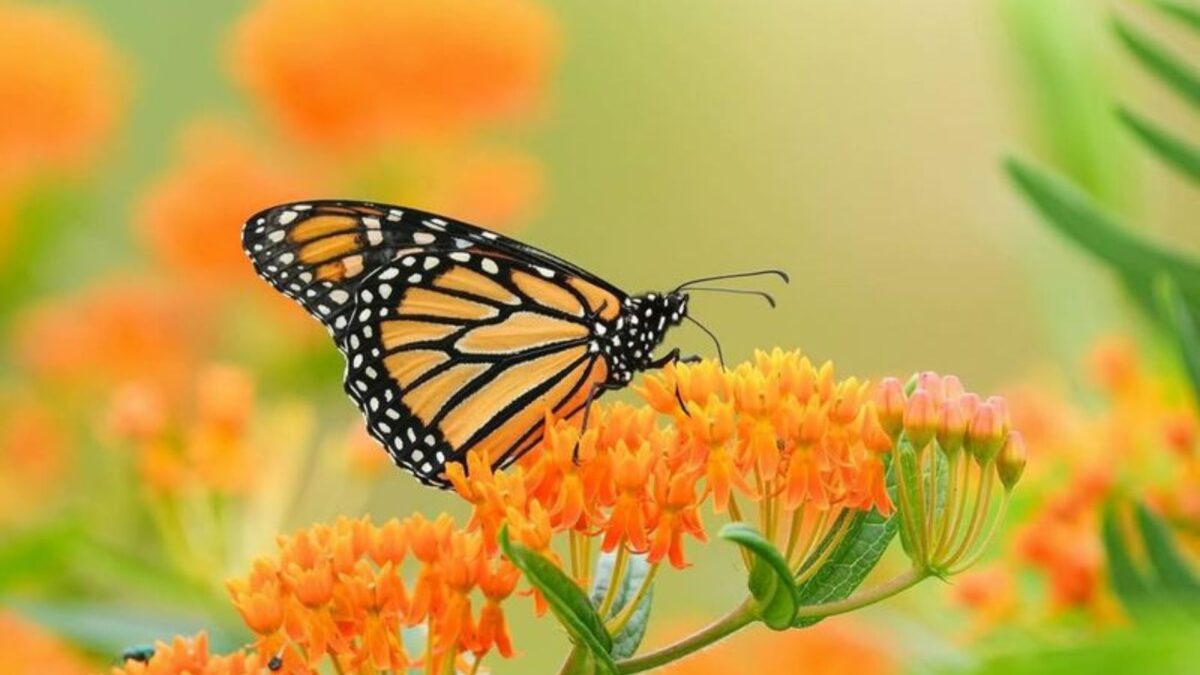 Experts Warn - California’s Monarch Butterflies In Crisis