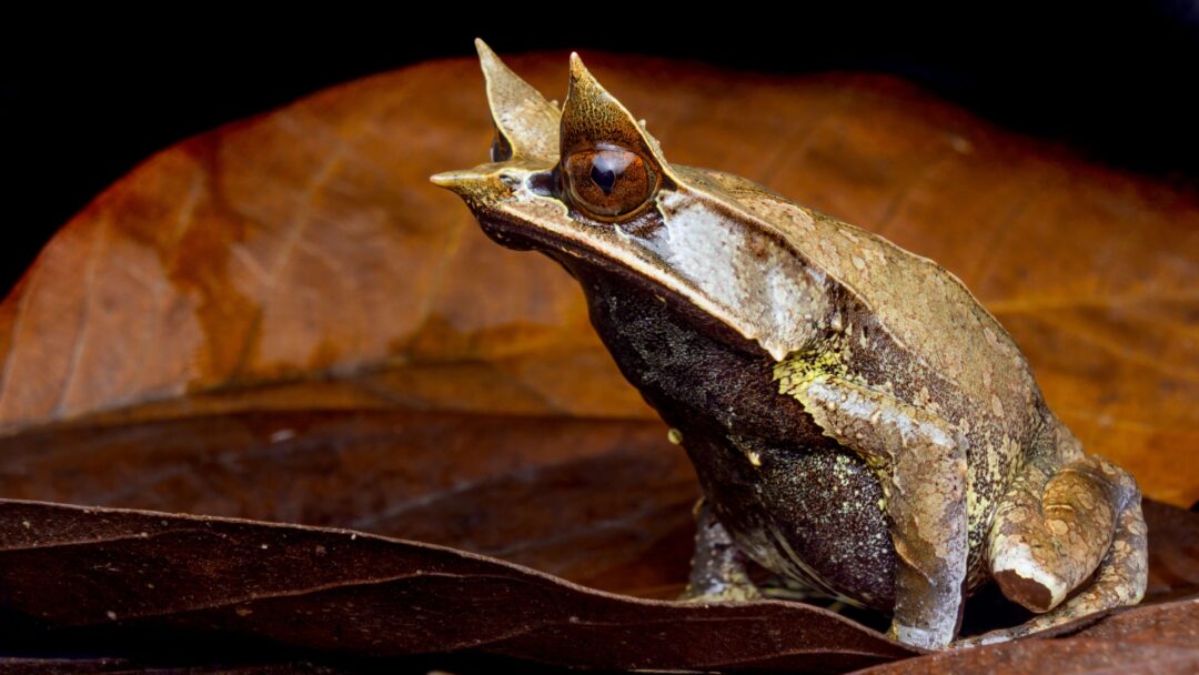 Explore The 13 Weirdest Frogs In The World