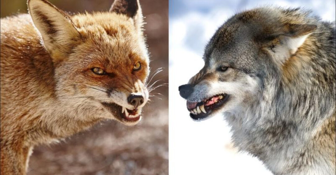 Fox Vs Wolf: The Top 5 Differences Of The Gray And Red Canids