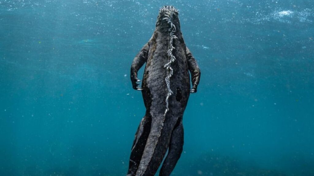 Galápagos Marine Iguana Looks Like Godzilla's Cousin