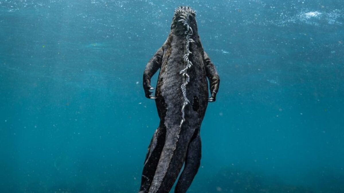 Galápagos Marine Iguana Looks Like Godzilla's Cousin