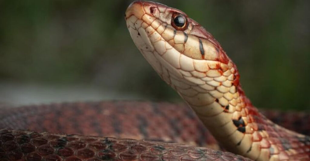 Garter Snake VS. Copperhead: 10 Key Differences Between These Commonly ...