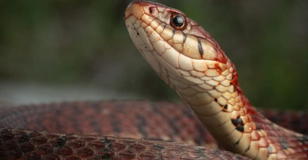 Garter Snake VS. Copperhead: 10 Key Differences Between These Commonly ...