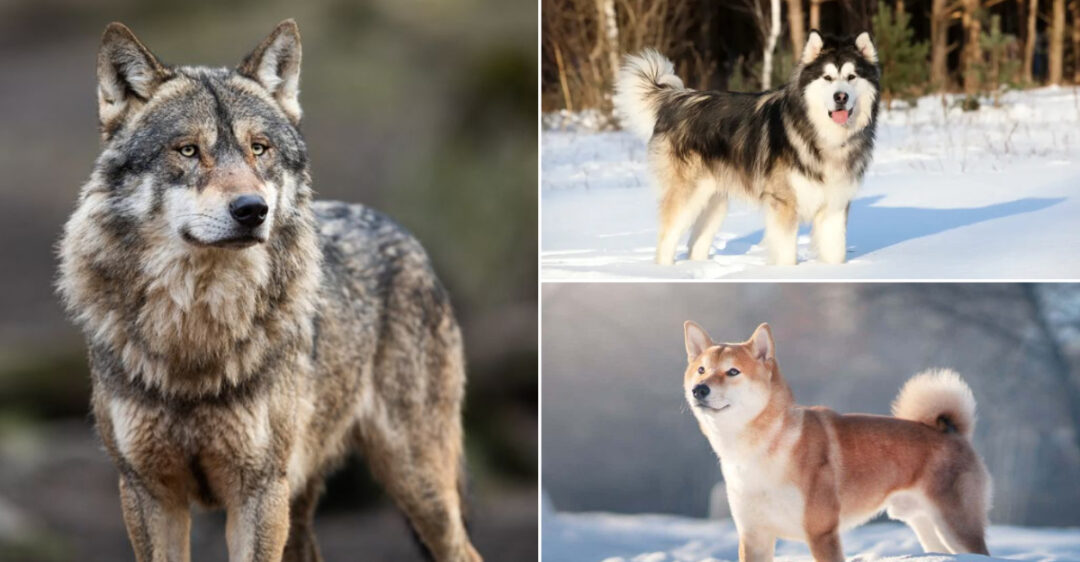 How Dogs And Wolves Are Different From Each Other
