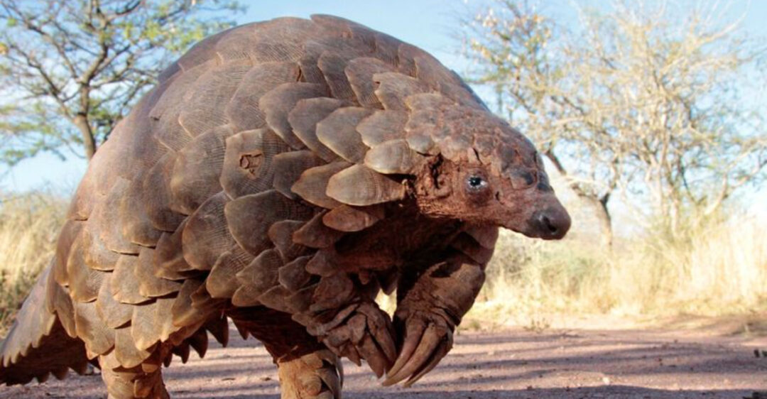 How To Bring An Extinct Animal Back To Life