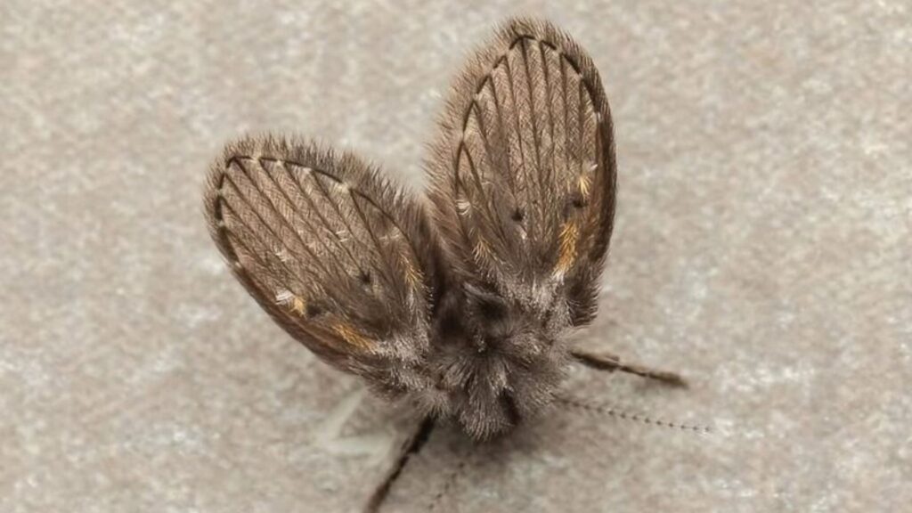 How To Get Rid Of Drain Flies Instantly