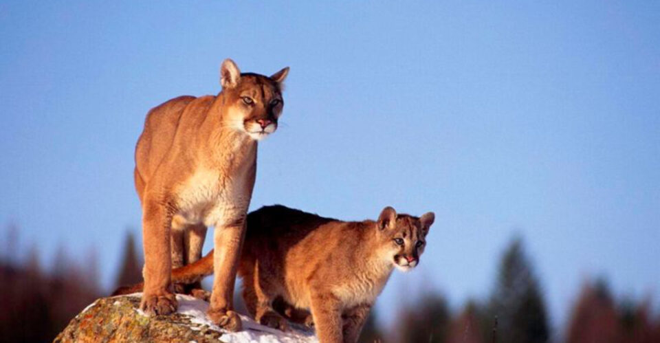 How To Stay Safe When You Encounter A Mountain Lion While Hiking