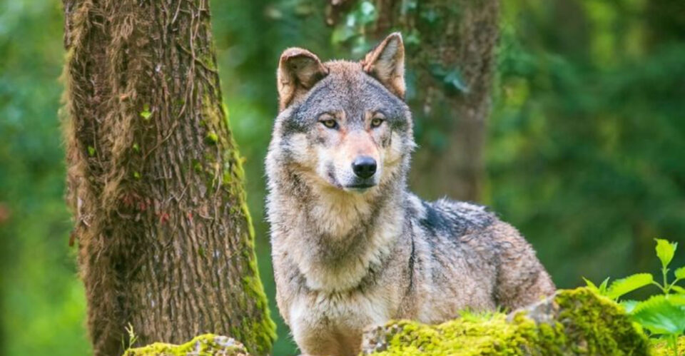 How Wolves Helped Restore Yellowstone’s Ecosystem