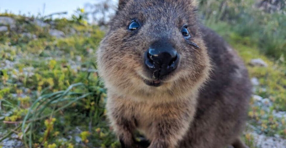 7 Facts About Quokkas
