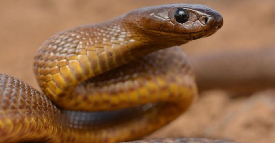 Inland Taipan: Discover The Shy Yet World’s Most Venomous Snake