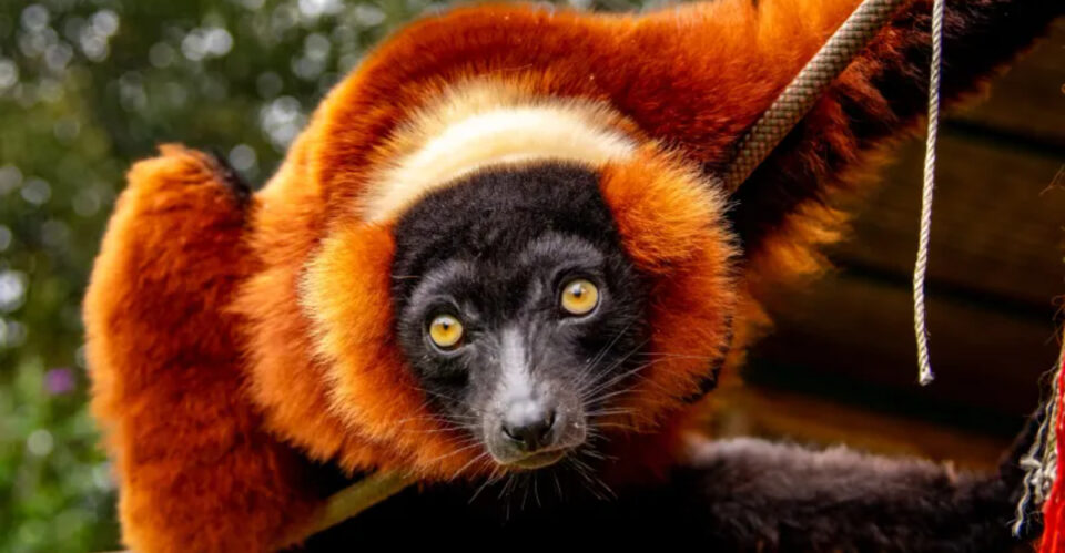 16 Rare And Fascinating Animals You’ve Never Heard Of