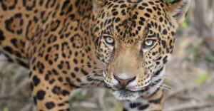 Leopard Vs Jaguar – The 7 Key Differences - Animalko