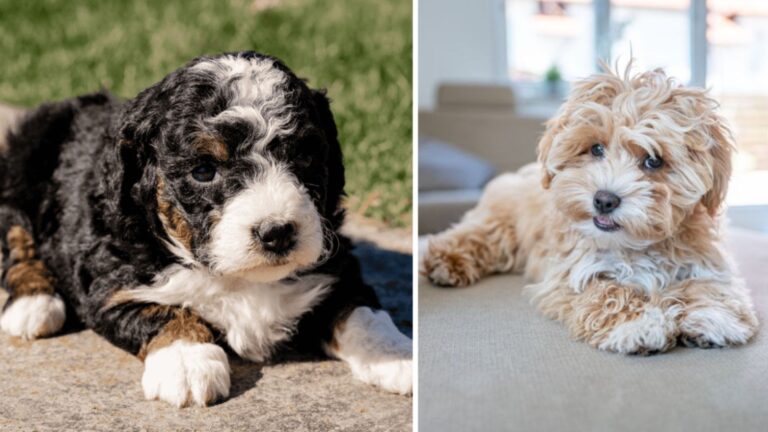 Meet 15 Emerging Dog Breeds That Are Gaining Popularity In 2025 - Animalko