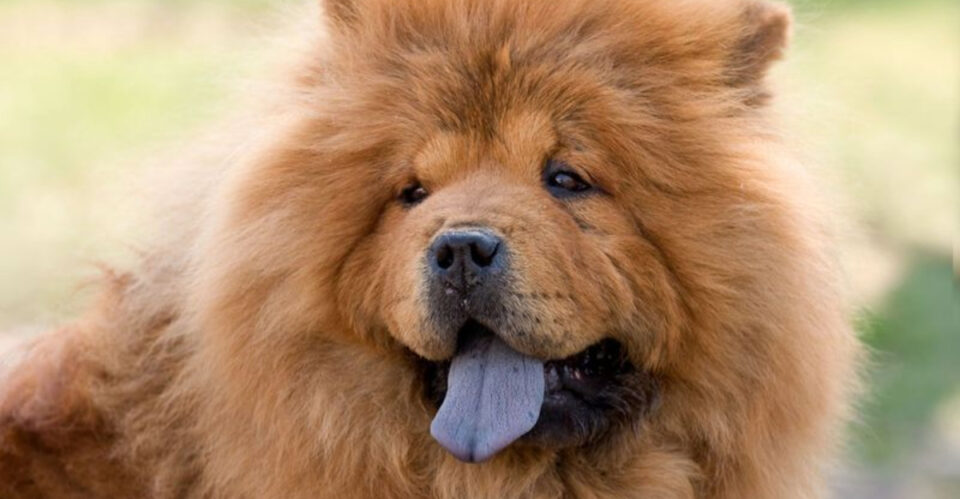 15 Fish That Thrive In Planted Aquariums And The Best Plants For Each