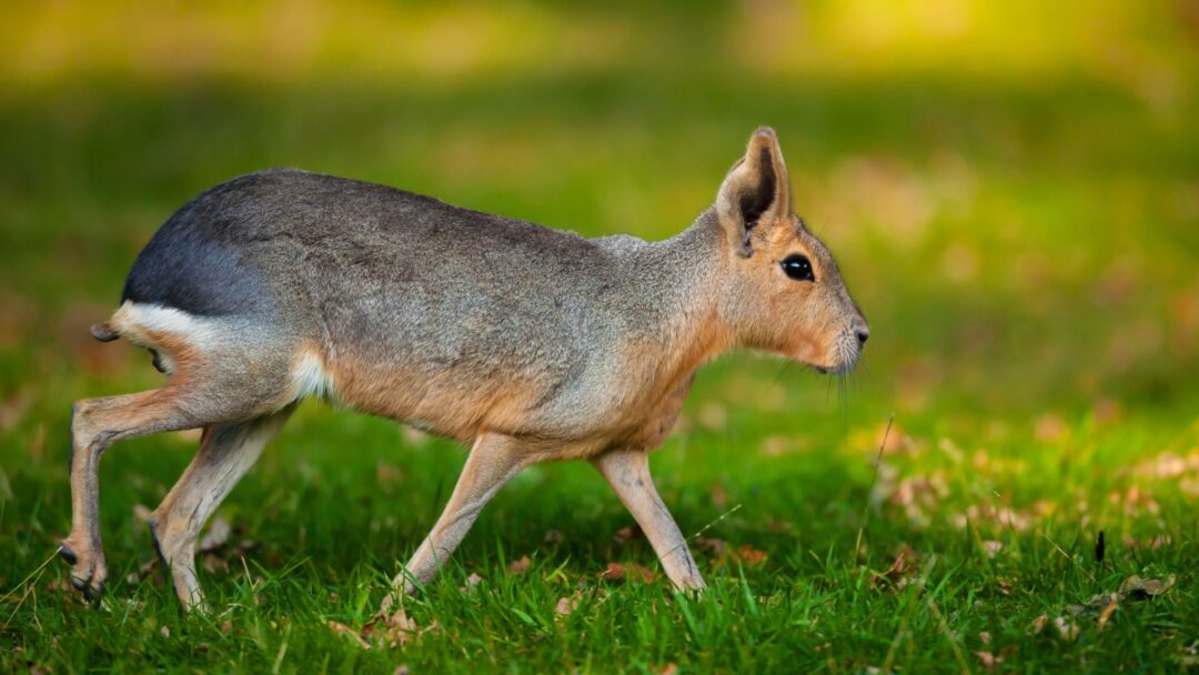 Meet 15 Of The World’s Coolest Rodents