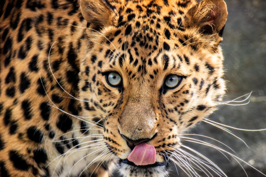 Meet The Amur Leopard: 12 Astonishing Facts About The World’s Rarest ...