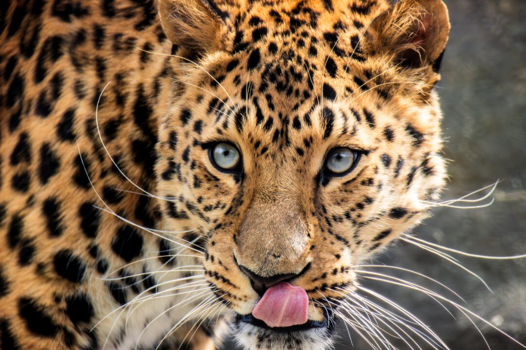 Meet The Amur Leopard: 12 Astonishing Facts About The World’s Rarest ...
