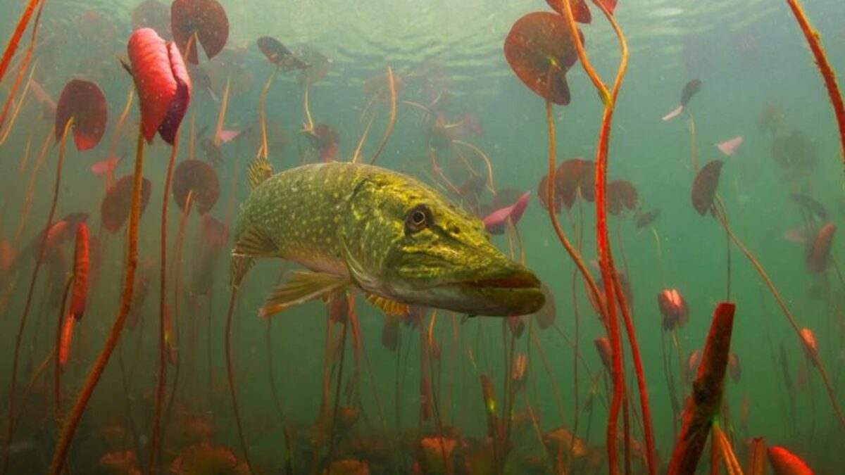 Meet The Animals Of The Mississippi River