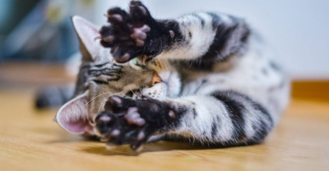 Cat Paws: 10 Tips About Anatomy, Care And Protection