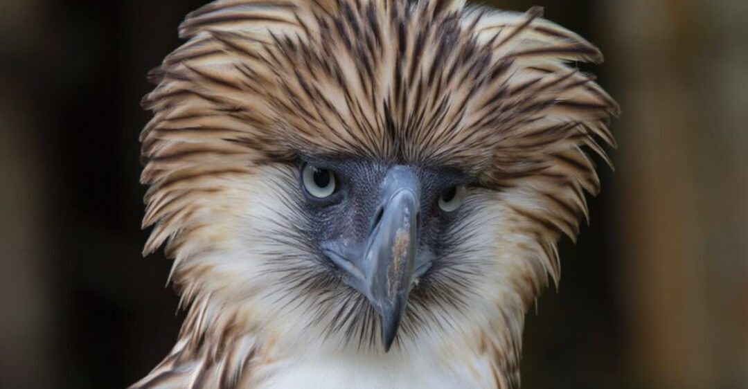 10 Of The World’s Rarest Animals And Where They Hide