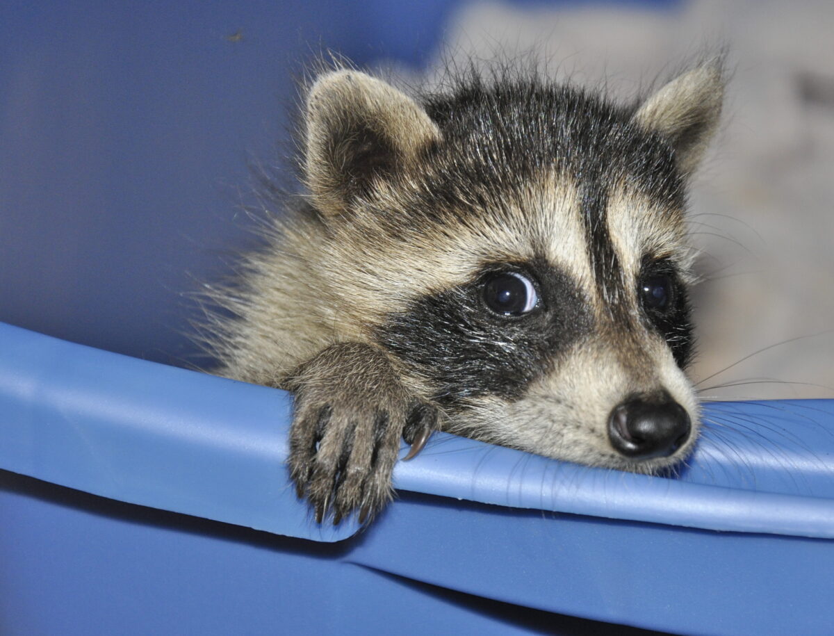 Raccoon Predators Exposed: 12 Animals That Hunt These Clever Creatures