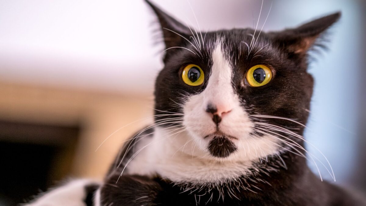 Recent Study Finds Cats Have Nearly 300 Unique Facial Expressions