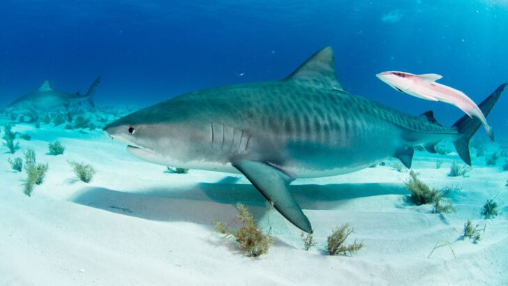 Record-Breaking 1,129-Pound Fish And Other ‘Monster’ Species