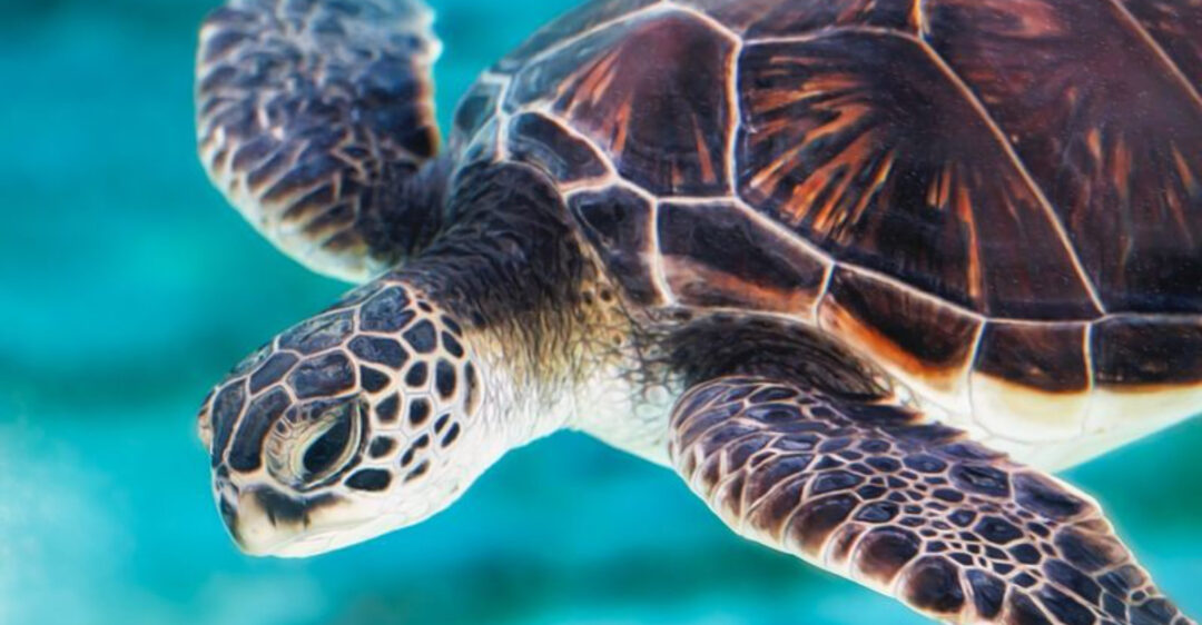 15 Animals And Wildlife That Start With Letter S