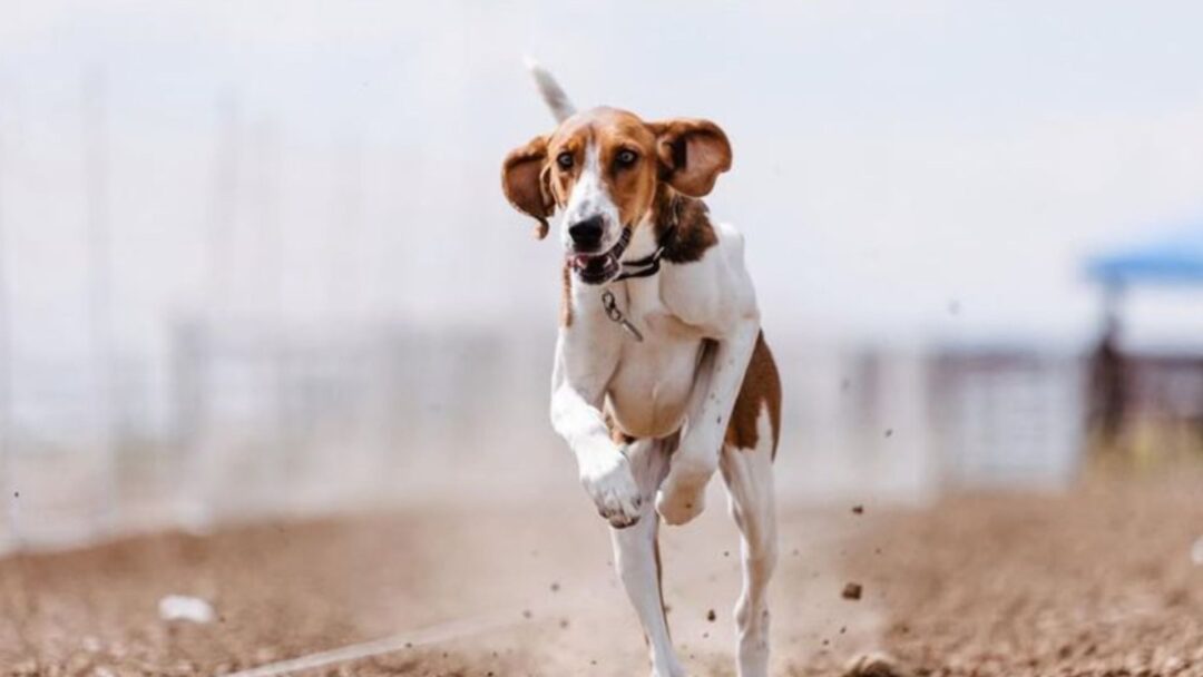 Scientists Discover 14 Signs Dogs Are Entering A New Evolutionary Phase