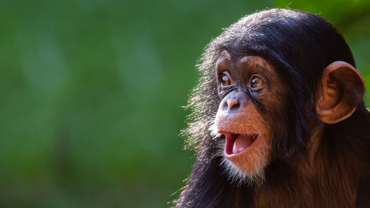 Scientists Reveal Chimps And Bonobos Can Recognize Human Ignorance – 10 ...