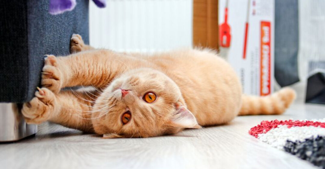 Separating Fact From Fiction: 10 Myths About Cat Scratching