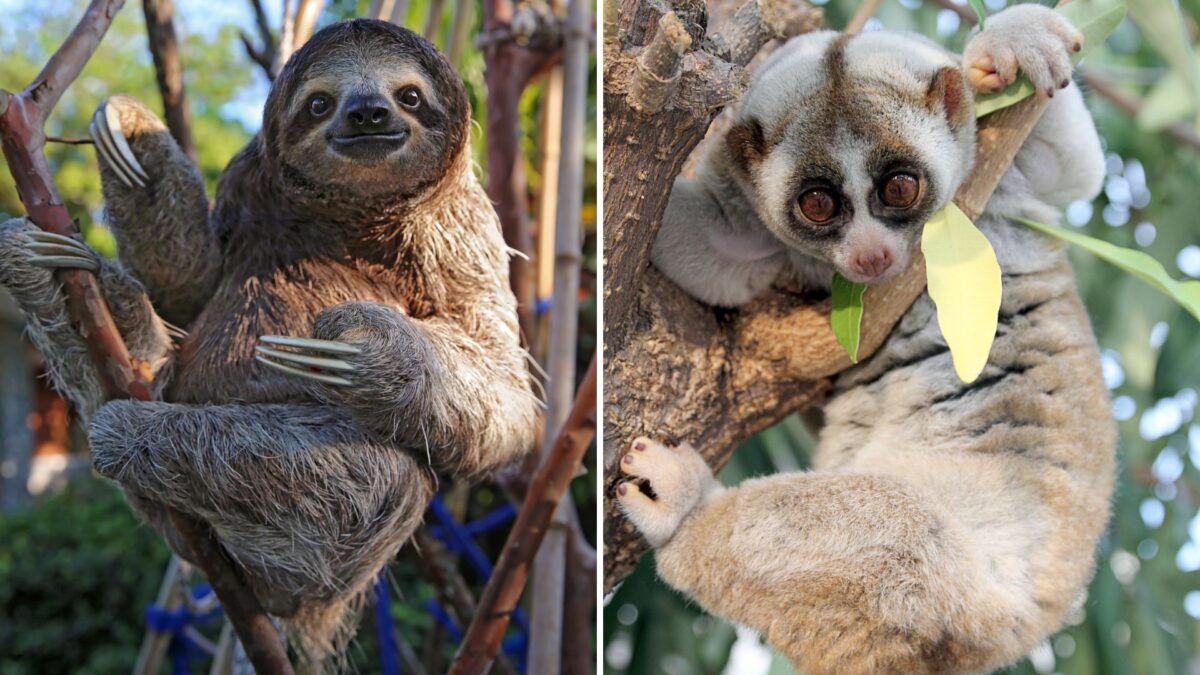 Sloth Vs Slow Loris: 10 Surprising Differences You Never Knew