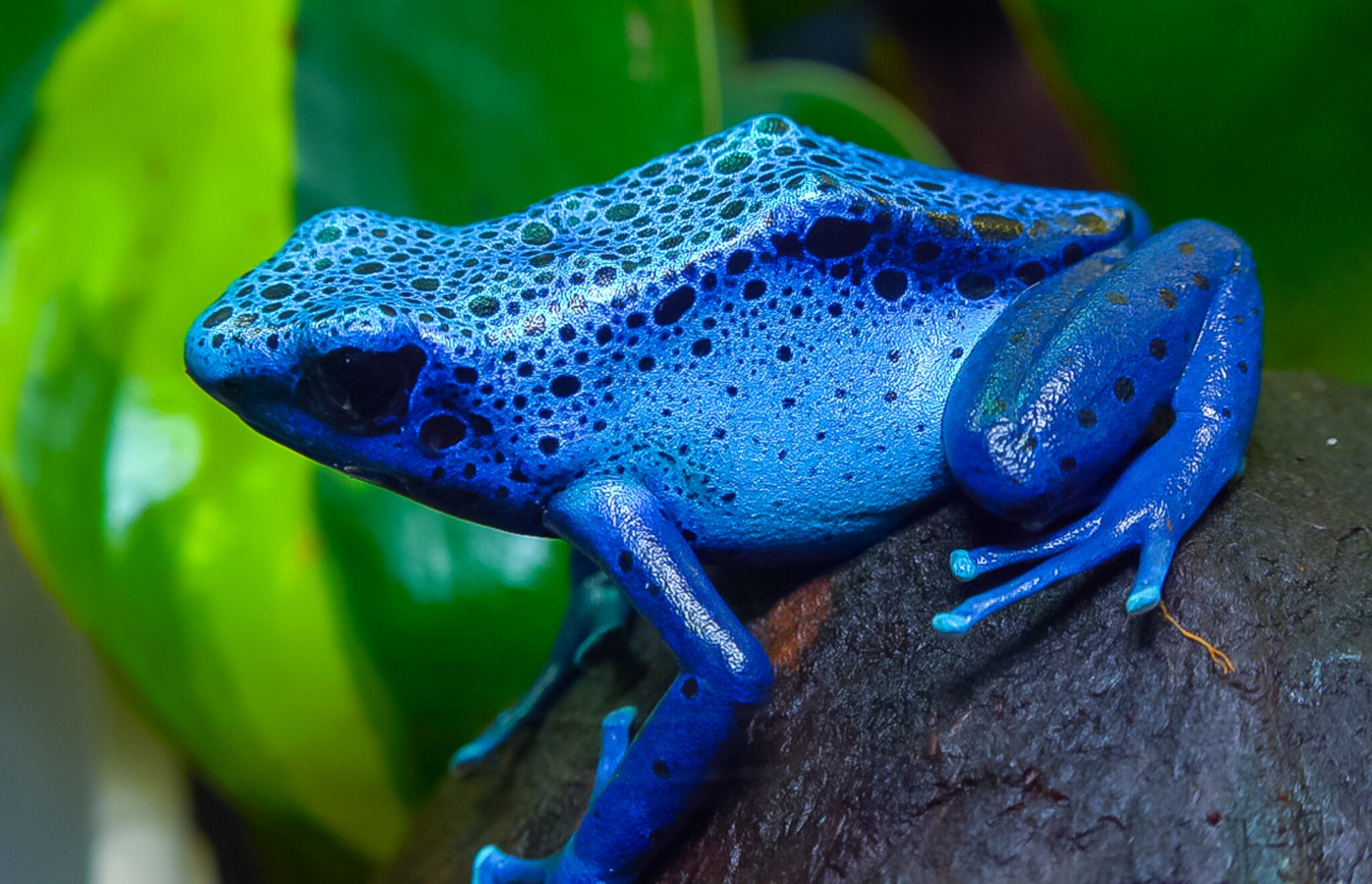 Stay Away From These 11 Most Poisonous Frogs In The World