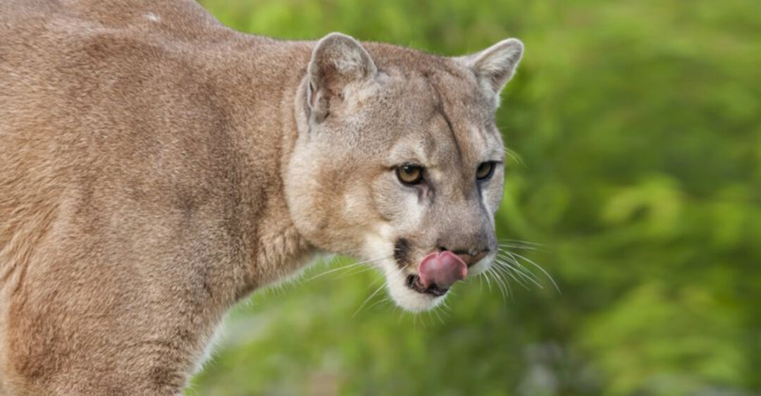 The 10 Blazing Fast Animals You’ll See In North America