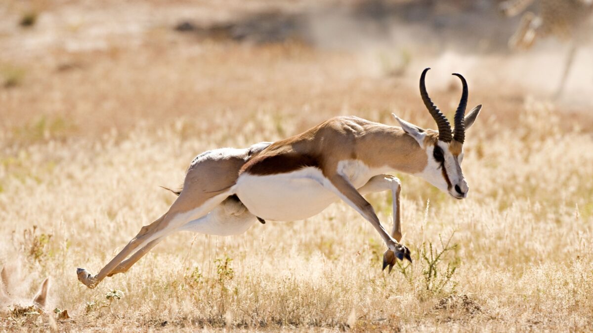 10 Fastest Animals That Dominate The Speed Game