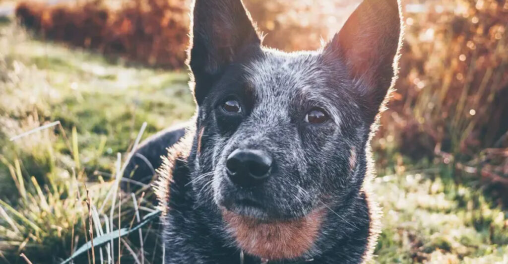 The 11 Oldest Dogs Of All Time