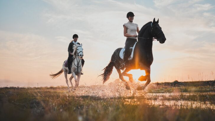 The 13 Most Trusted Horse Breeds For Smooth And Reliable Riding