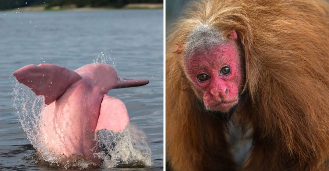 The 15 Most Elusive Wild Animals In South America