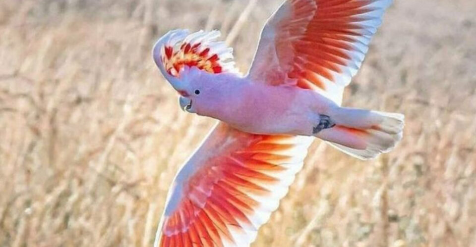 The 15 Oldest Birds Of All Time (One Reached 120 Years Old)