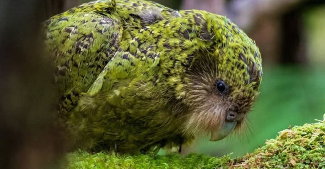 The 15 Rarest Birds Alive And Where To Find Them Today (Ranked)