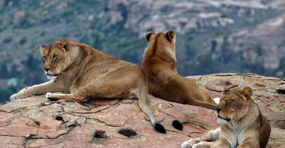 The Challenges Of Reintroducing Big Cats Into The Wild