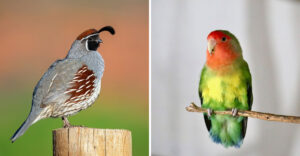 The Cheapest Pet Birds – The 12 Most Affordable Options