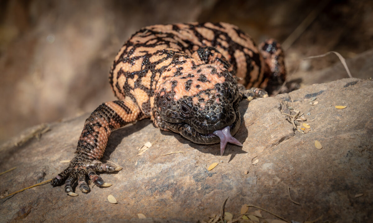 The Gila Monster: 10 Facts About America’s Venomous Lizard