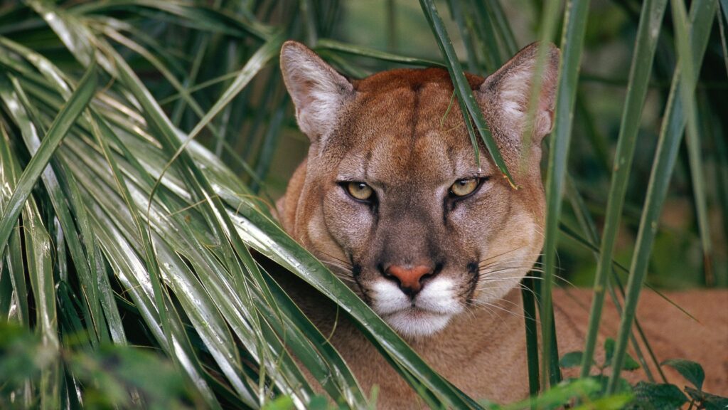These Are The Largest Wild Cats Ever Spotted In Each U.S. State - Animalko