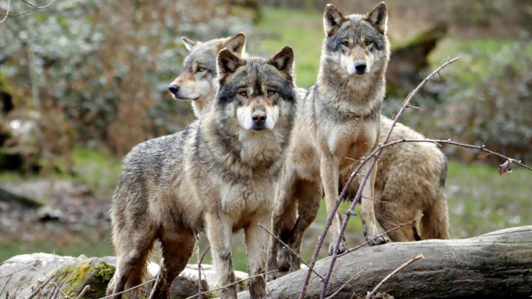 The Largest Wolves Ever Spotted In Every U.S. State