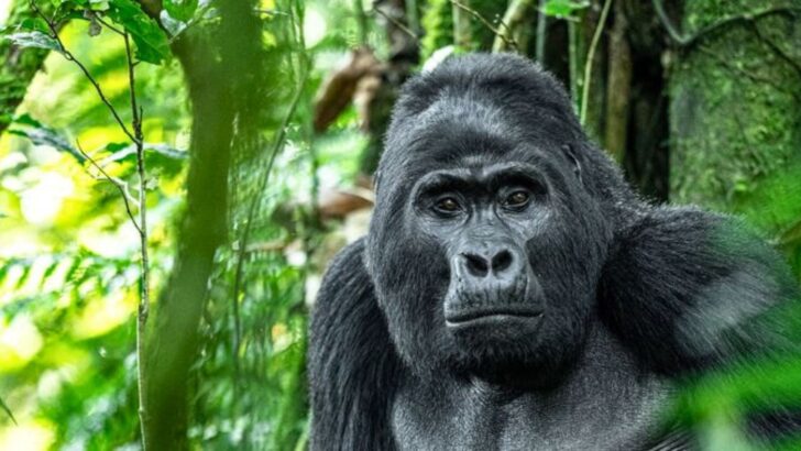 The Last Of Their Kind: 10 Animals That May Disappear Forever In 2025 ...