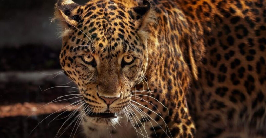 The Most Dangerous Big Cats In The Wild
