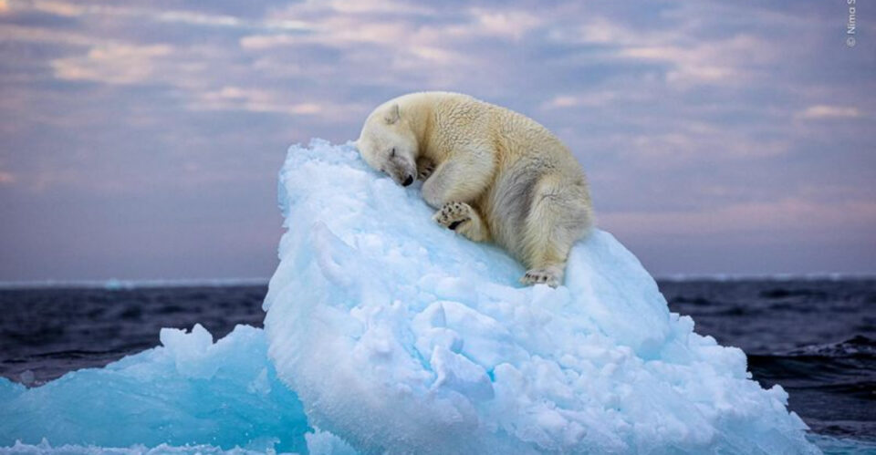 The Most Unusual Animal Adaptations That Help Them Survive Extreme ...